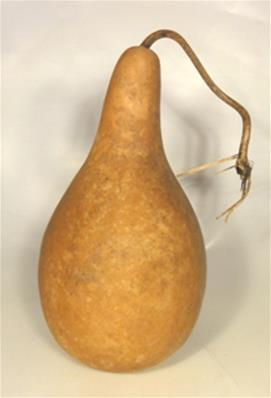 Calebasse Bouteille Droite